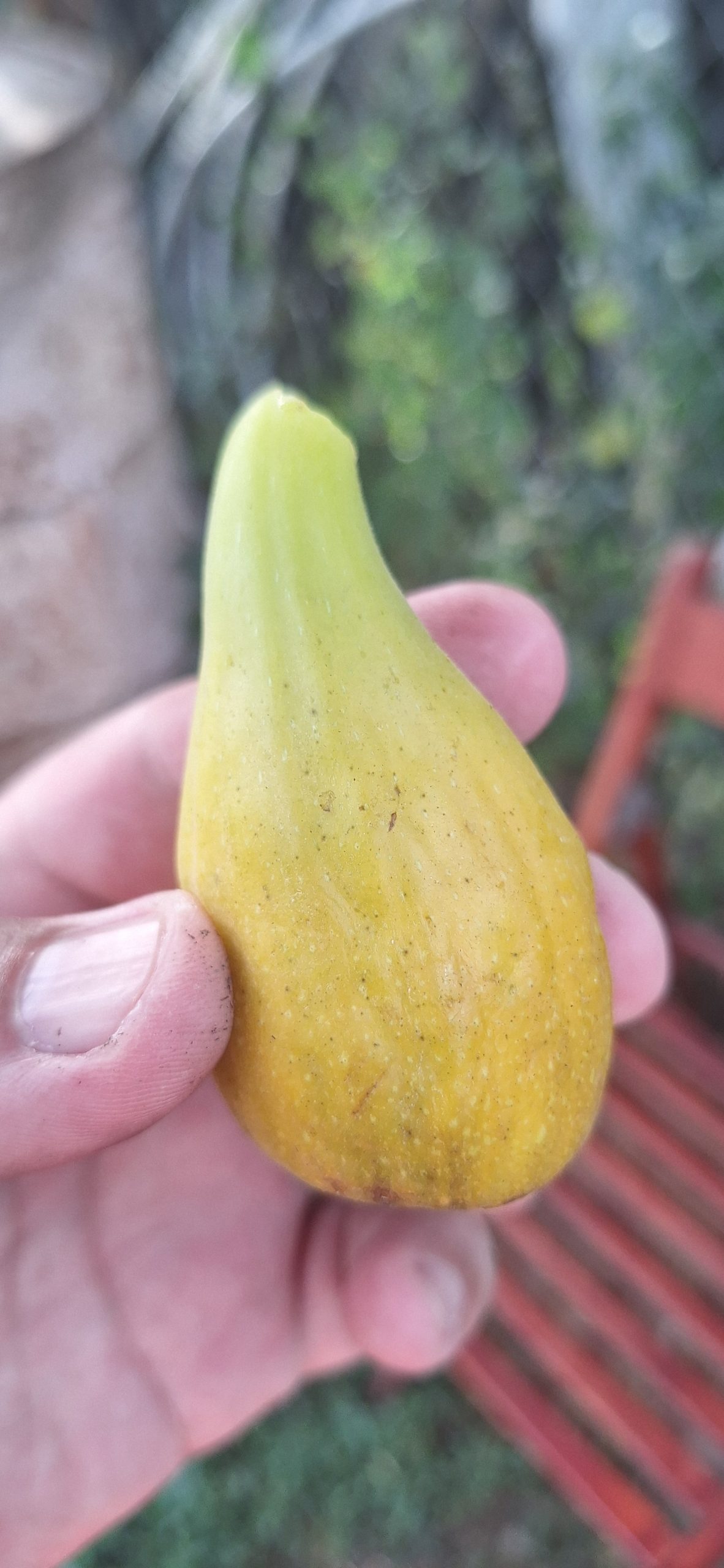 Smochin Verdolino (Italian Montan) - FRUQT