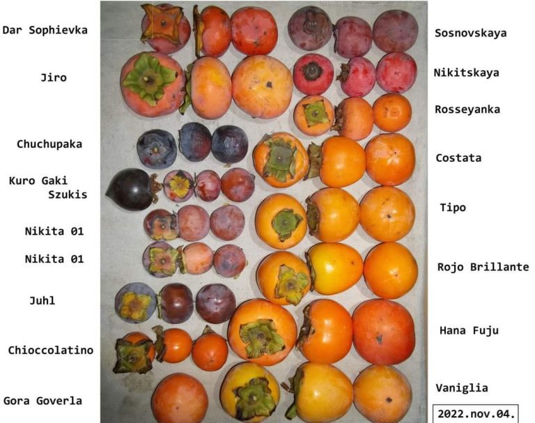 Soiuri de kaki, rezistenta, portaltoi - Despre Kaki