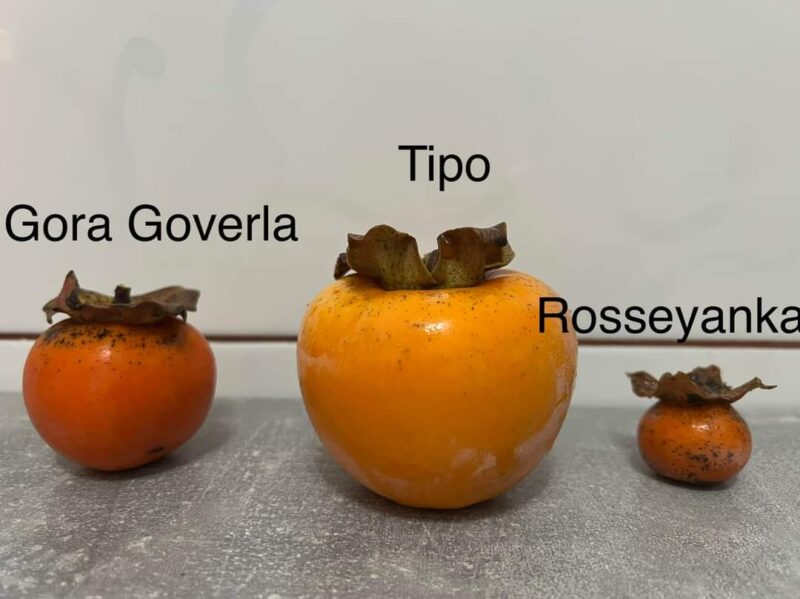 Soiuri de kaki, rezistenta, portaltoi - Despre Kaki